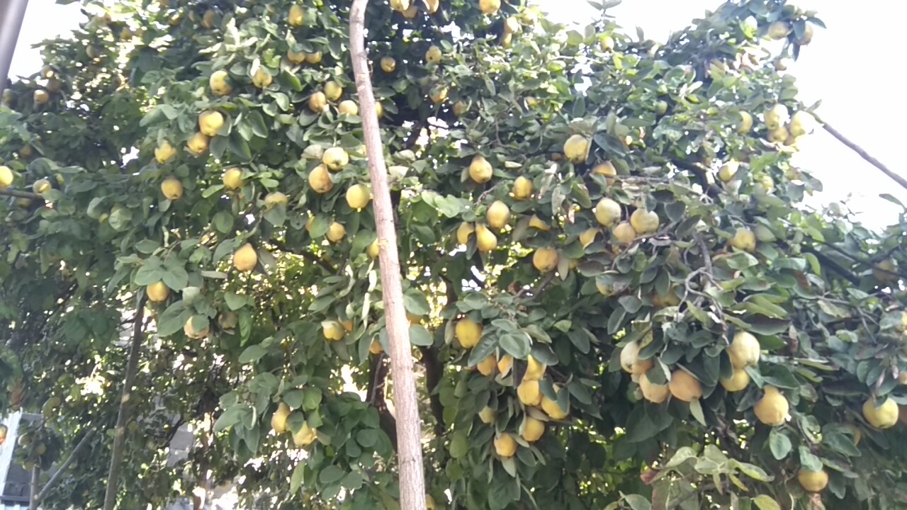 Žute dunje srebreničke – tatabrada.tv